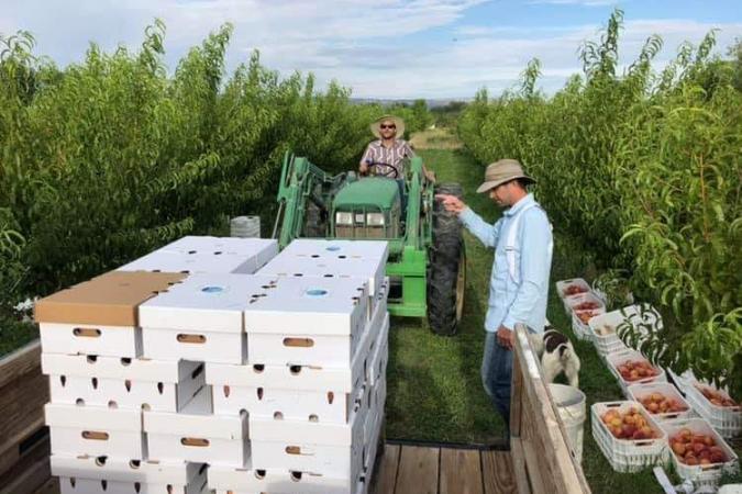 The Colorado Peach Company | Steward