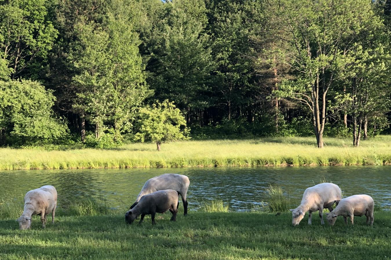 Stillwater Farm | Steward