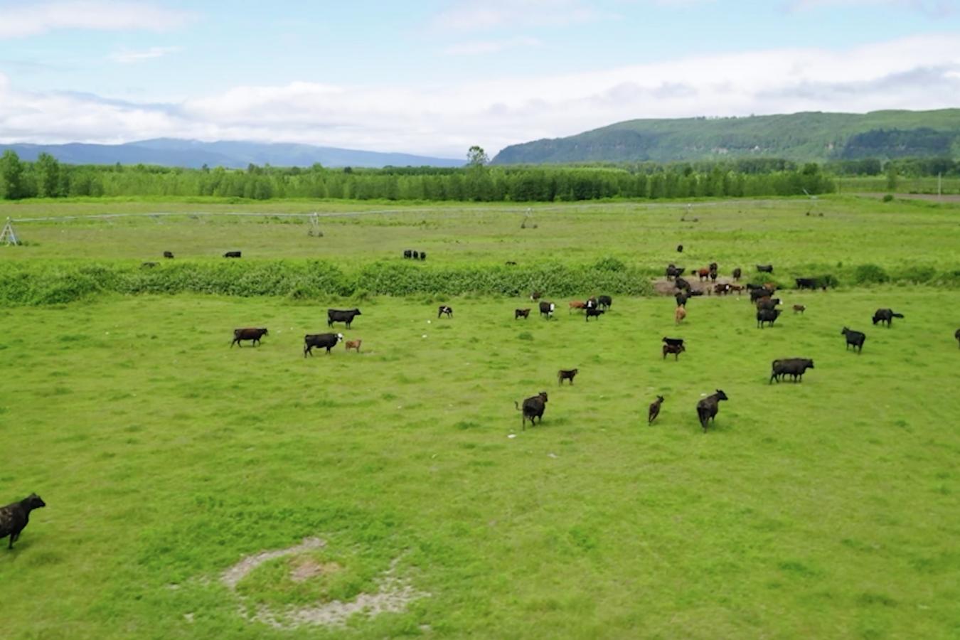 Land Purchase For Regenerative Ranch - Harbor Master Beef | Steward