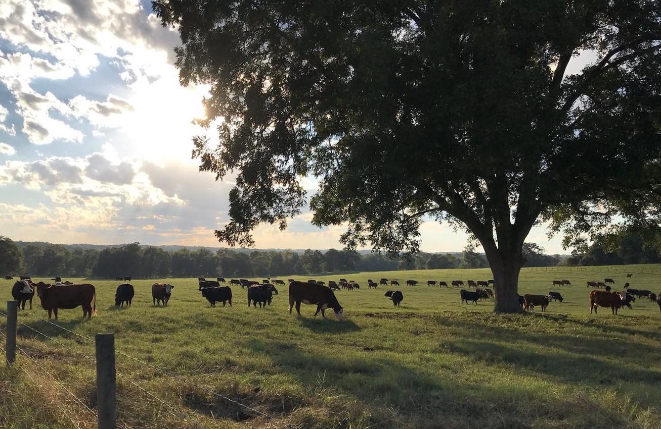 Holistically Managed Herd Purchase - Little Springs Cattle Co | Steward