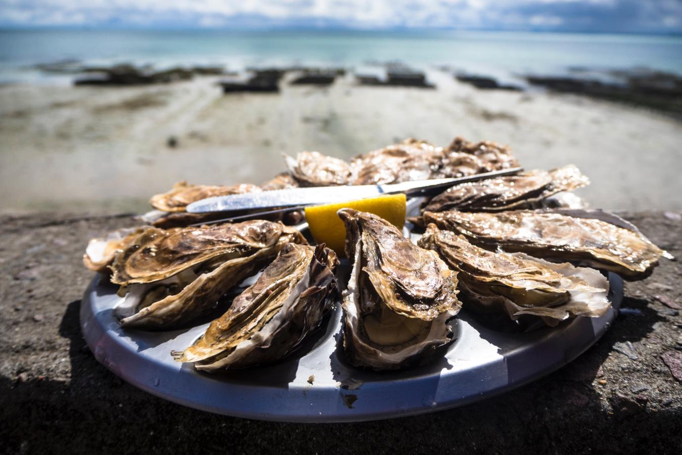 Oyster Farming Equipment - The Florida Oyster Trading Company | Steward