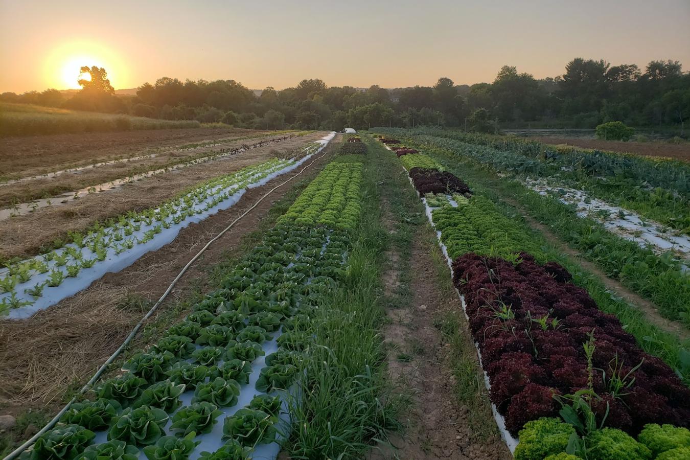 Land Purchase & Expansion For Diversified Vegetable Farm - Fireside ...