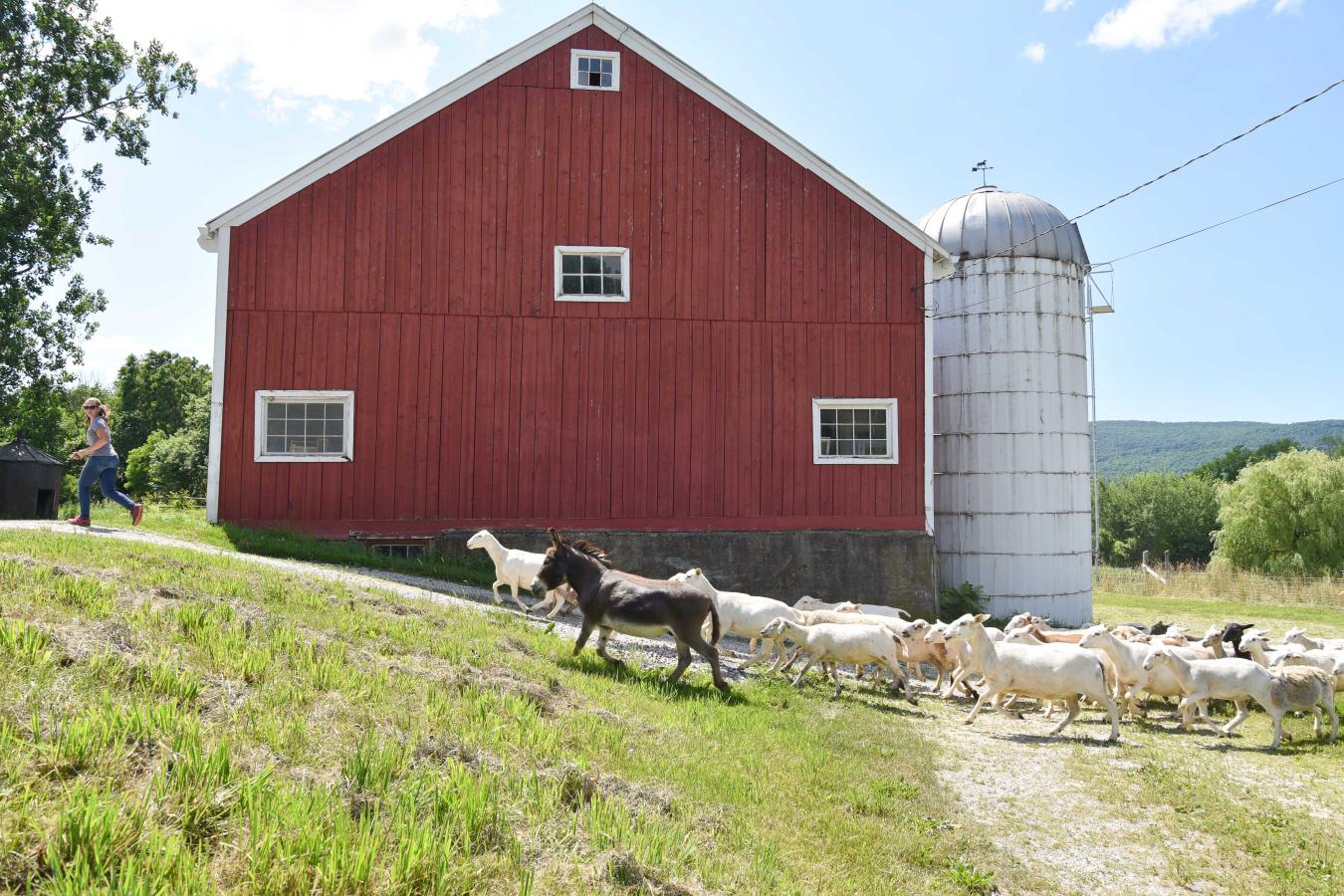 Farm-Stay Upgrades - Studio Hill | Steward